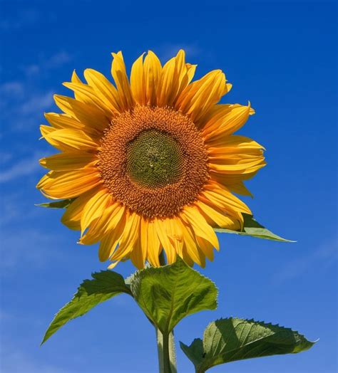 Cómo Cultivar Girasoles Guía Completa En Campo Y Maceta