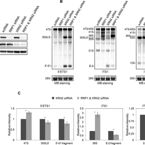 Processing Of Human Pre Rrna Structure Of The Primary Rrna Transcript Download Scientific