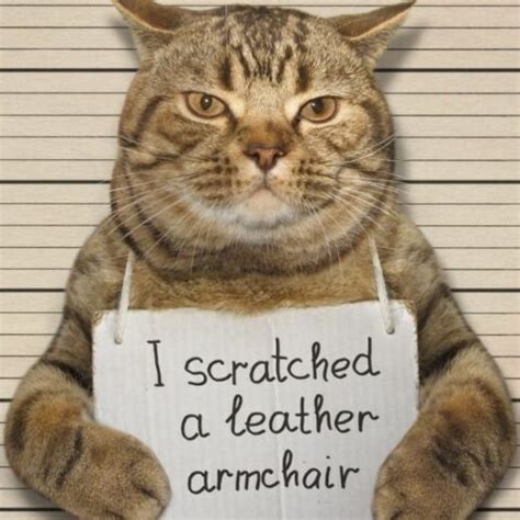 How To Keep Cats From Scratching Furniture That Cuddly Cat