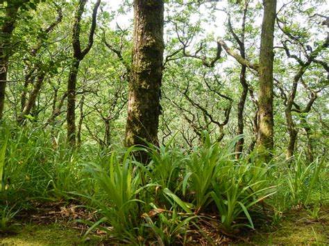 Luzula Sylvatica The Robust Rush Species Forming Tussocks Flickr