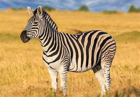 Zebra Images