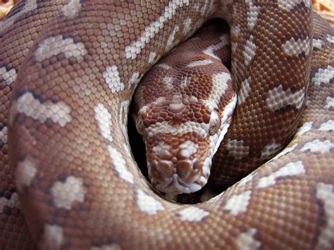 Red Python Free Photo Download FreeImages