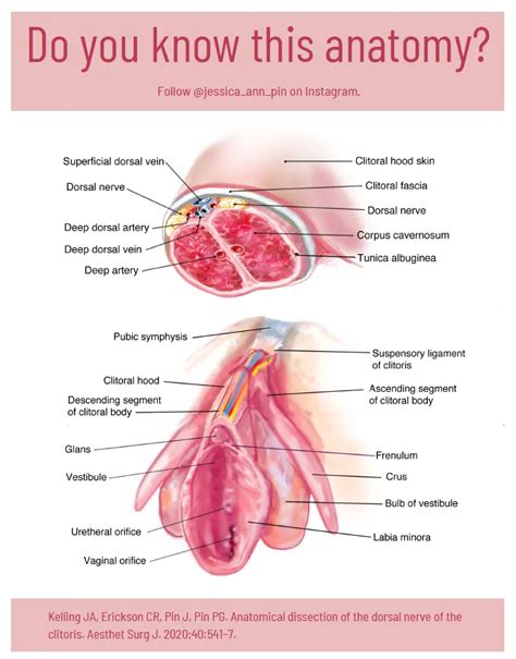 Sexual Dysfunction — Neet Pg Lessons Oncourse