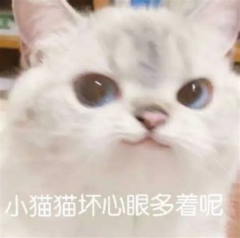 110张可爱的猫猫表情包 知乎