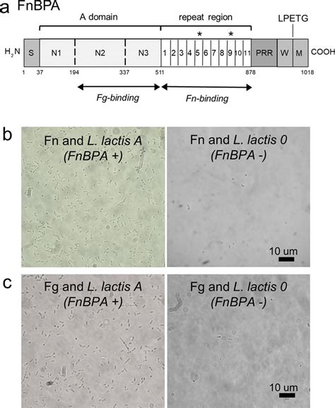 A Schematic Representation Of Fibronectin Binding Protein A Fnbpa