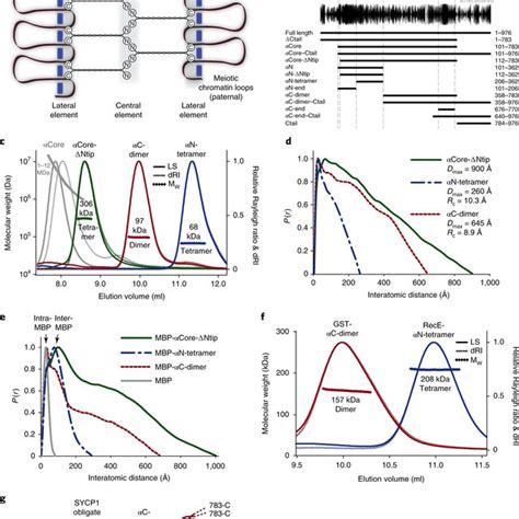 the unstructured c terminal tail of sycp1 contains obligate dna binding
