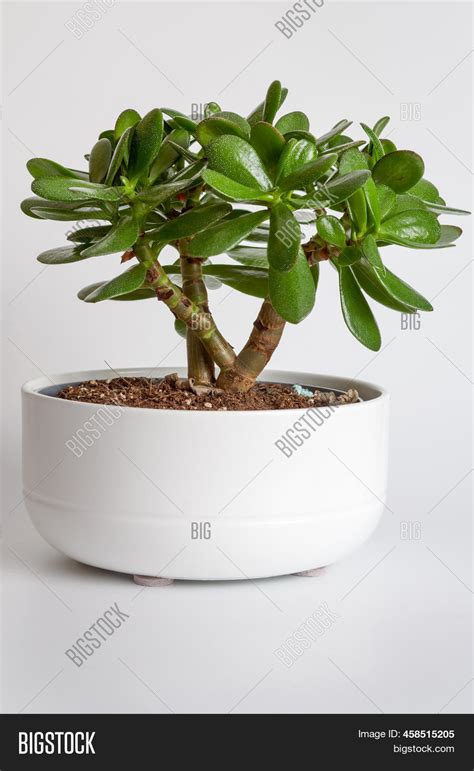 Crassula Ovate Tree Image And Photo Free Trial Bigstock