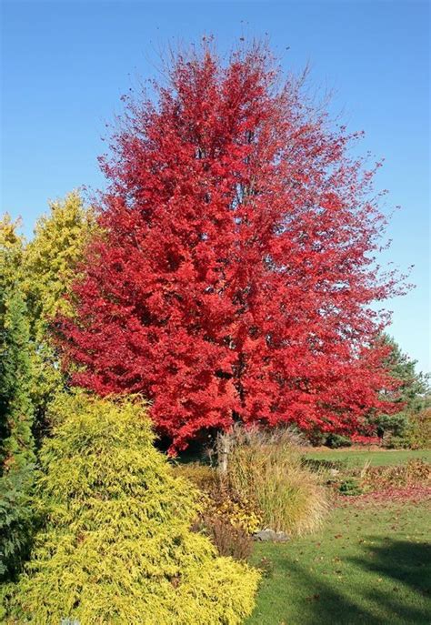 5 Red Maple Tree Live Trees Saplings 2 To 3ft Tall Red Maple Tree Shade Trees Autumn Blaze Maple