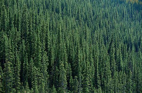 ESA - Forests