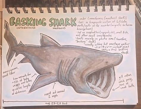 Basking Shark Biology Drawing Marine Biology Sketch Book