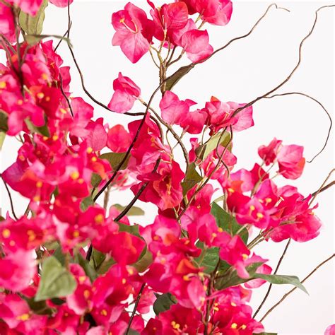 Bugambilias Rosa Zatarain