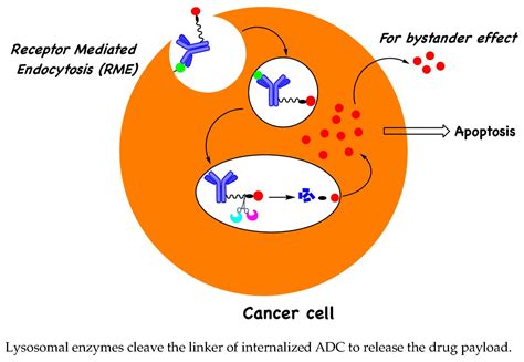 Lysosomal Cleavable Peptide Linkers In Antibodydrug Conjugates