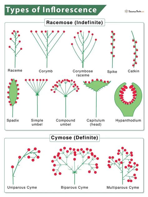 Inflorescence Understanding The Arrangement Of Flowers Gkbooks