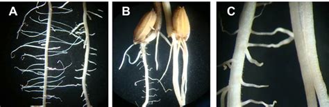 Mutants Exhibiting Variation In Lateral Root Morphology A Mutant