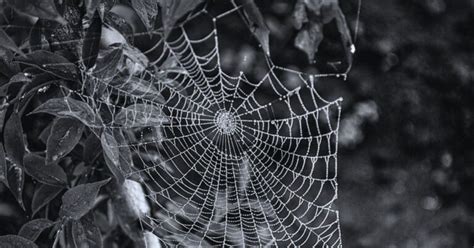 Which Dell Poweredge Server Is Best For Your Ai And Hpc Workloads A Comprehensive Comparison