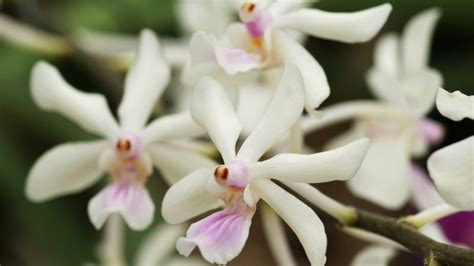 The Weird Sex Lives Of Orchids