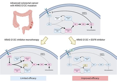 Jdq443 Kras G12c Inhibitor Clinical Trial Detroit Chinatown