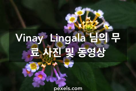 Vinay Lingala 사진