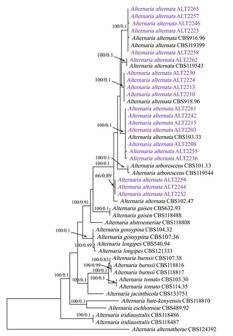 Phylogenetic Tree Generated By The Mp Based Analysis Of The Combined