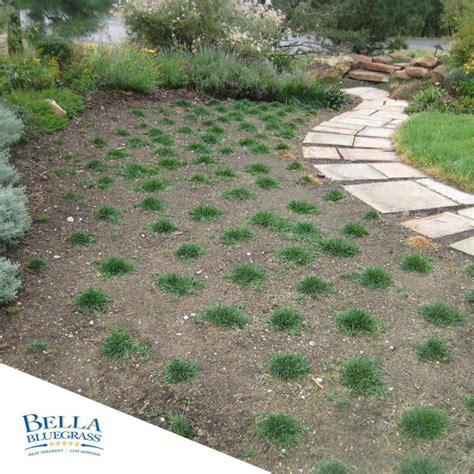 St Augustine Grass Plugs When And How To Plant Artofit