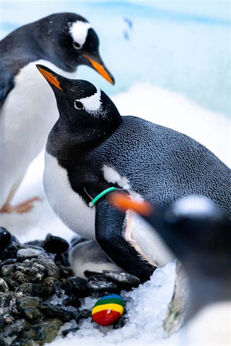 Same Sex Penguin Couple Adopt Their First Chick At London Aquarium
