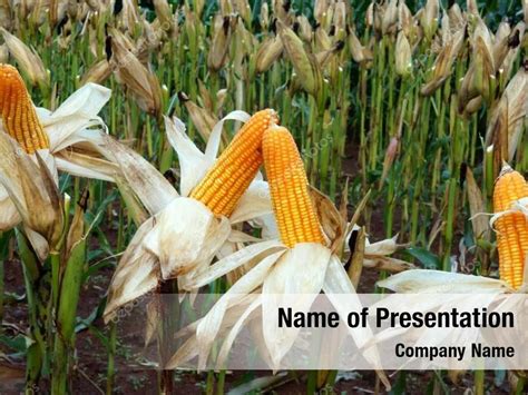 New Crop Of Maize Powerpoint Template New Crop Of Maize Powerpoint