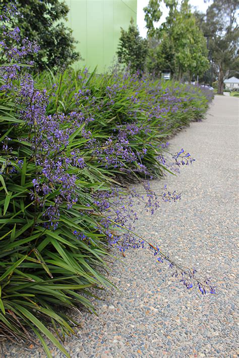Dianella Little Jess™ Dianella Caerulea Dcmp01 Botanica Nurseries