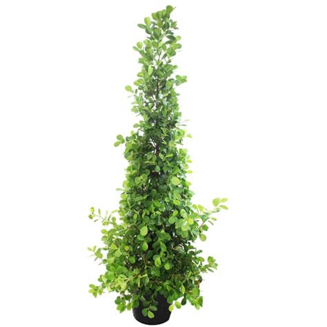 Ficus Cone Trees Herbs And More