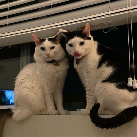 Melon And Finn Instagram Tiktok Linktree