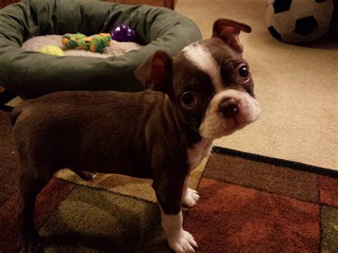 She Was Affraid Of The Carpet Now She Just Pees On It Raww