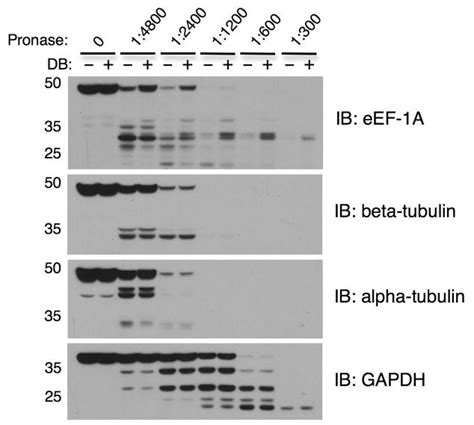 Target Identification Using Drug Affinity Responsive Target Stability