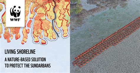 Living Shoreline A Nature Based Solution To Protect The Sundarbans