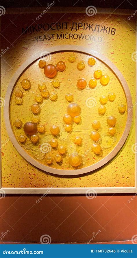 Saccharomyces Cerevisiae Gist Microscopische Schimmels Redactionele Foto Image Of Paddestoel