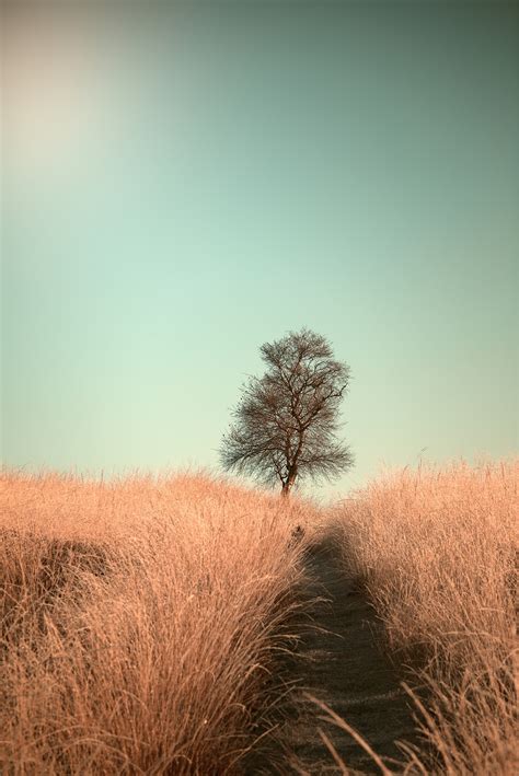Grass And Path Wallpaper Beautiful Nature Wall Mural Happywall