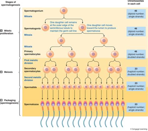 Physiology Reproductive System Flashcards Quizlet