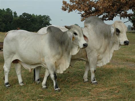 Brahma Cow