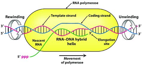 Rna Polymerase Binding Site For