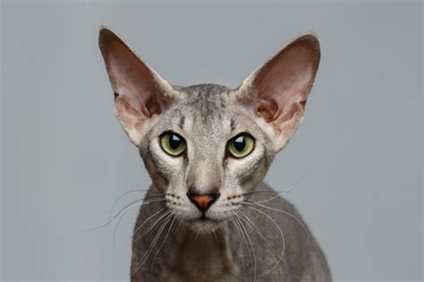 Кошка Ориентальная: характер, питание, уход | PetGlobals.com