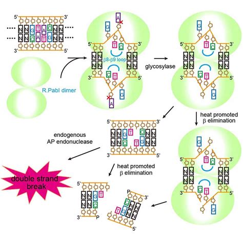 Restriction Enzymes