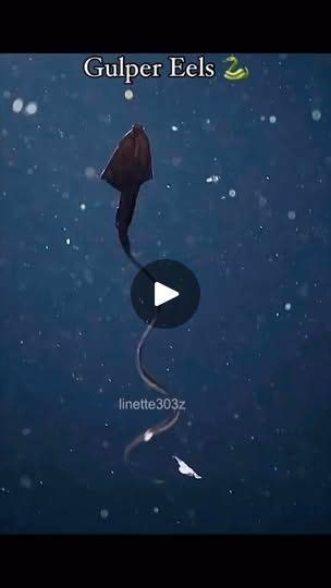 15k Views · 11k Reactions Gulper Eel Fun Facts A Gulper Eels Mouth