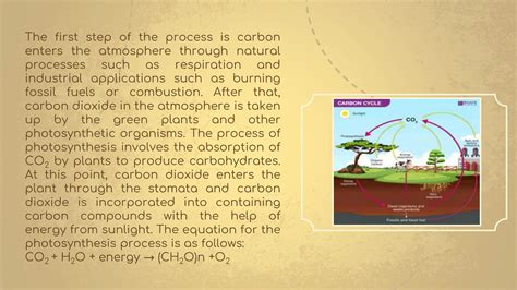 Assignment Carbon Cycle That Exists On Land Ppt