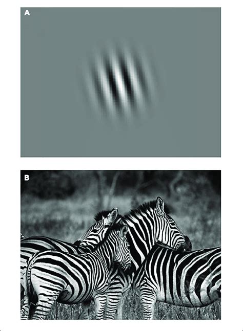 Are Gabor Patches Simple Or Complex Compared To A Picture Of Zebras