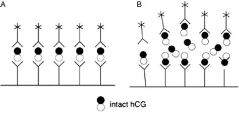 Figure 2 From The “hook Effect” Causing A Negative Pregnancy Test In A