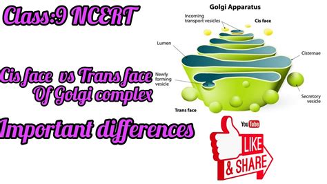 Golgiapparatus Cis Face Vs Trans Face Important Difference Class 9ncert Cell Biology