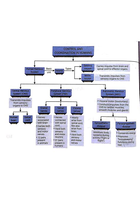 SOLUTION Science Mind Maps Control And Coordination In Humans Studypool