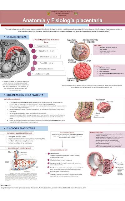 Infografía Anatomía Y Fisiología Placentaria 18 02 2021 Evidencia Individual