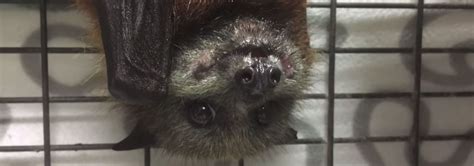 How To Get Rid Of Bats Without Killing Them