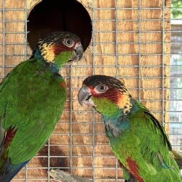 Exotic Bird Aviary Florida Majestat Aviary Breeding Home Fl