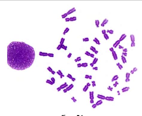 Figure 71 From The In Vitro Chromosome Aberration Test Genetic