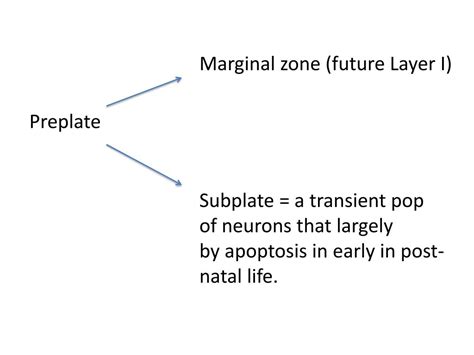 Ppt Neuronal Migration In Cns Development Powerpoint Presentation Free Download Id 3430346